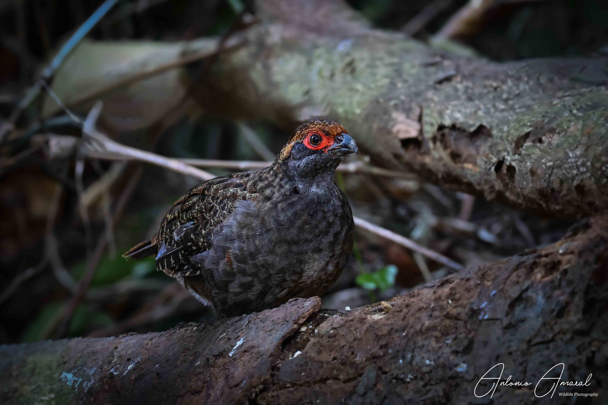 Uru - Ilhabela Birdwatching